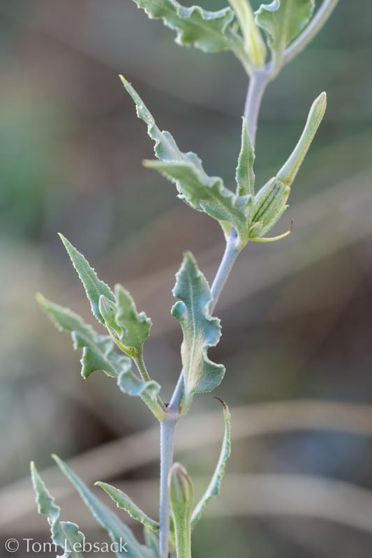 Acleisanthes longiflora