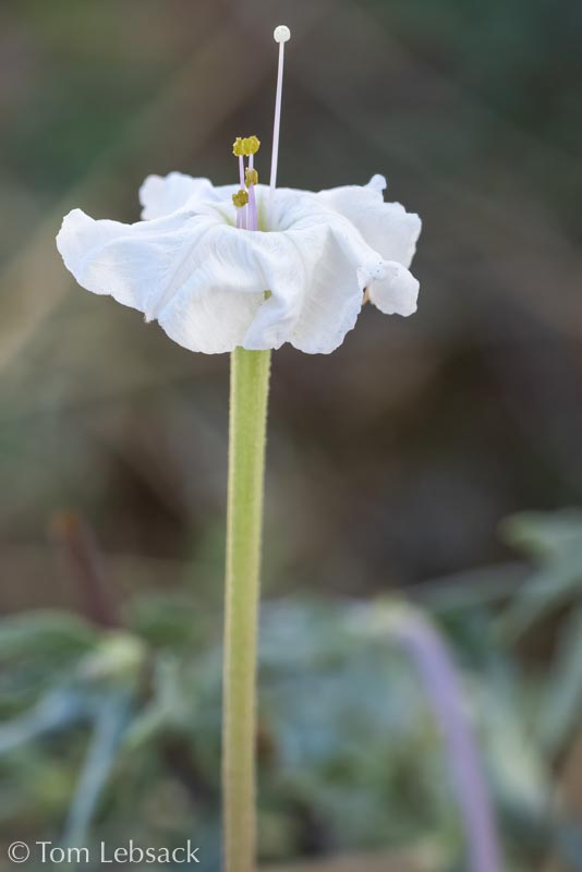 Acleisanthes longiflora