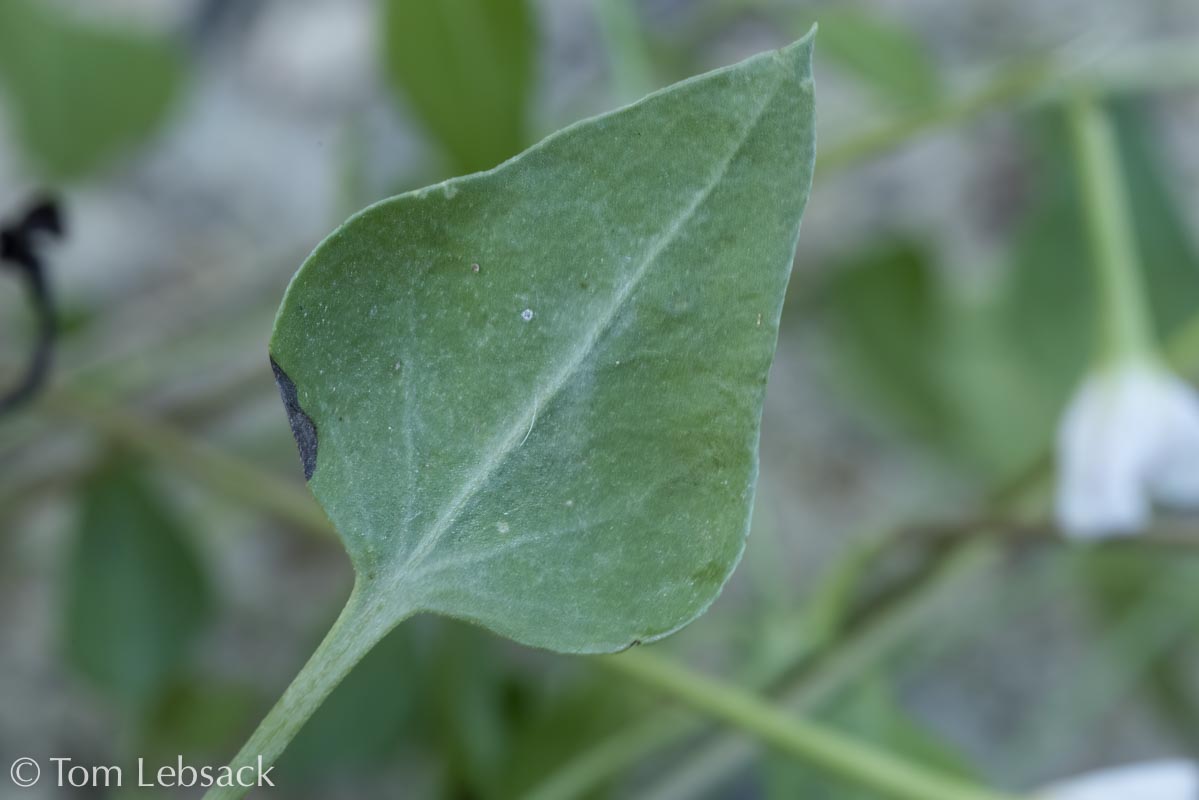 Acleisanthes longiflora
